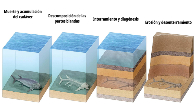 Relación entre la geología y la paleontología – Revista Ciencias de la ...